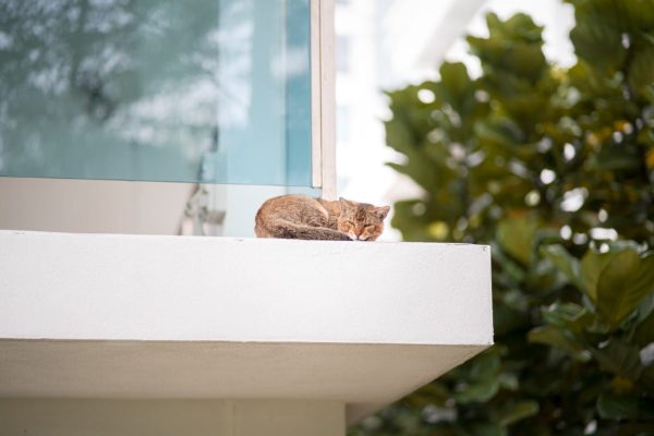 5 Tips for Successfully Keeping a Cat in an Apartment - Vivacity